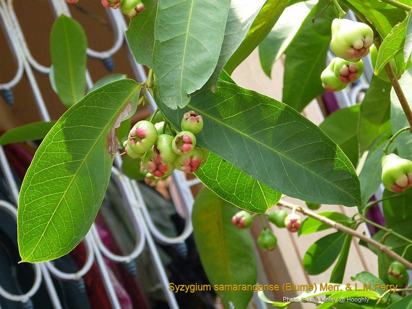 Medicinal Plants: Syzygium samarangense Jamrul, Chambekka, Java Apple ...
