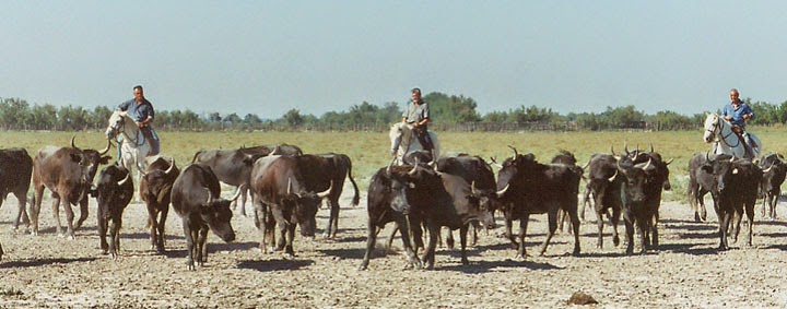 France Impressions: The Romance of French Cowboys in the wild west of ...