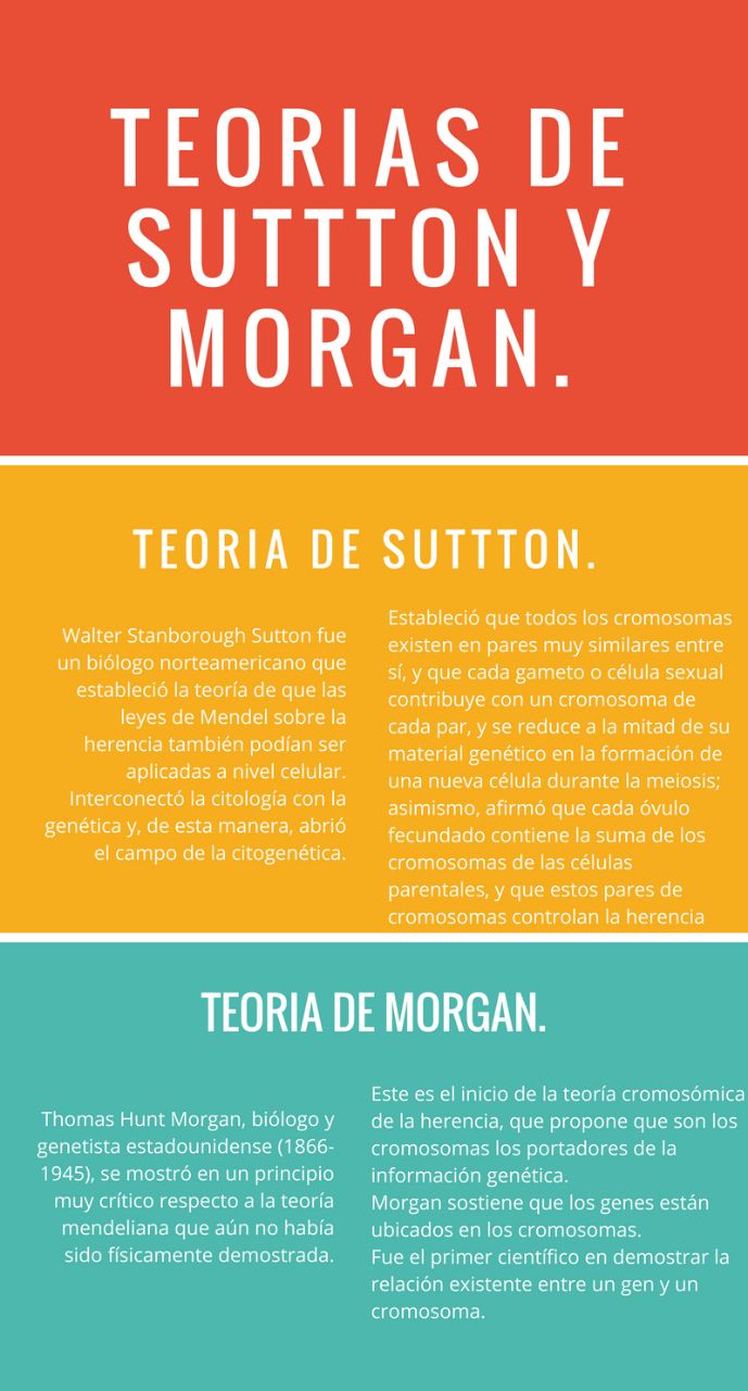 BIOLOGIA 2: TEORIA DE SUTTON Y MORGAN