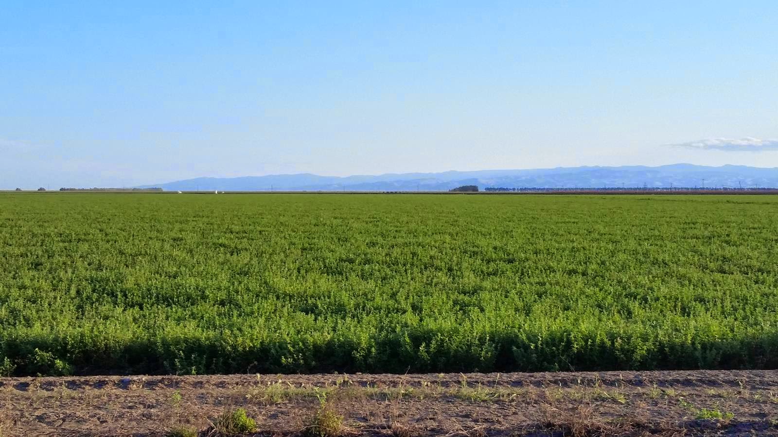 Sustainable Ag: A View from the Field: Growers Prepare for First ...