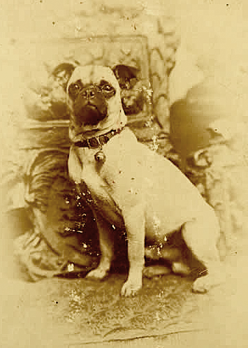 Vintage Doggy: More Vintage Pug Photos!