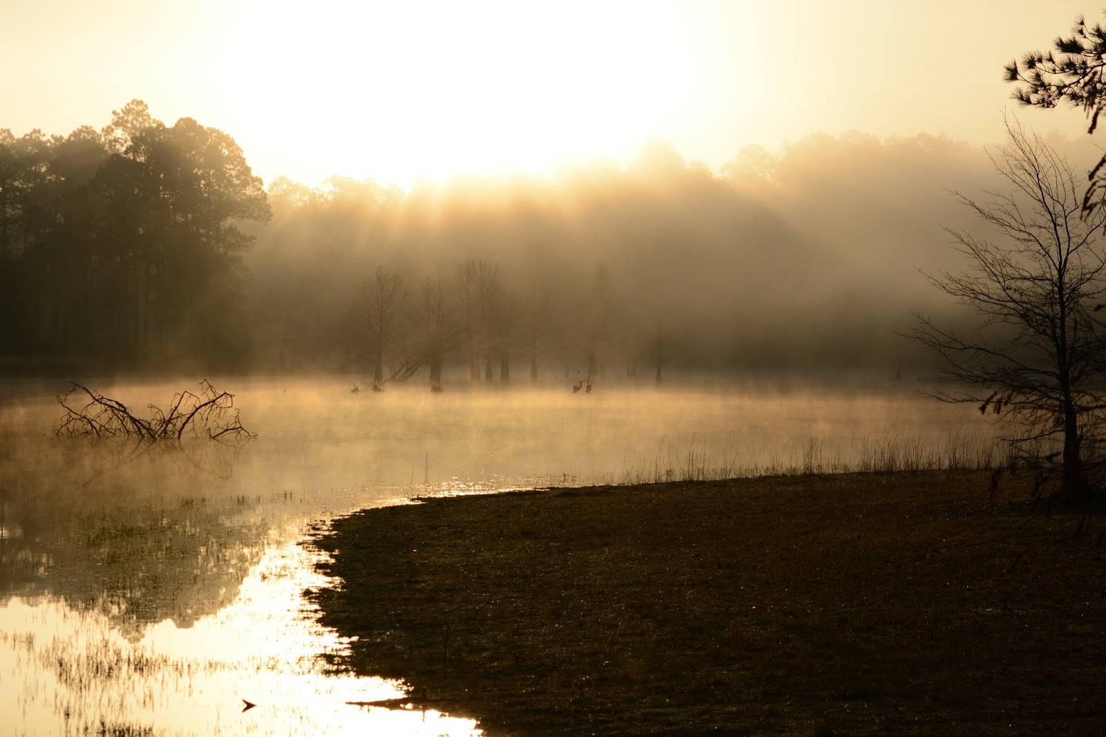 Through the Lens: Open Pond