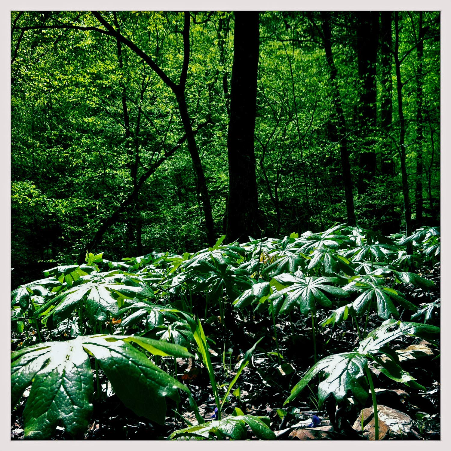 An Arkies Musings: Shady Lake and Bard Springs