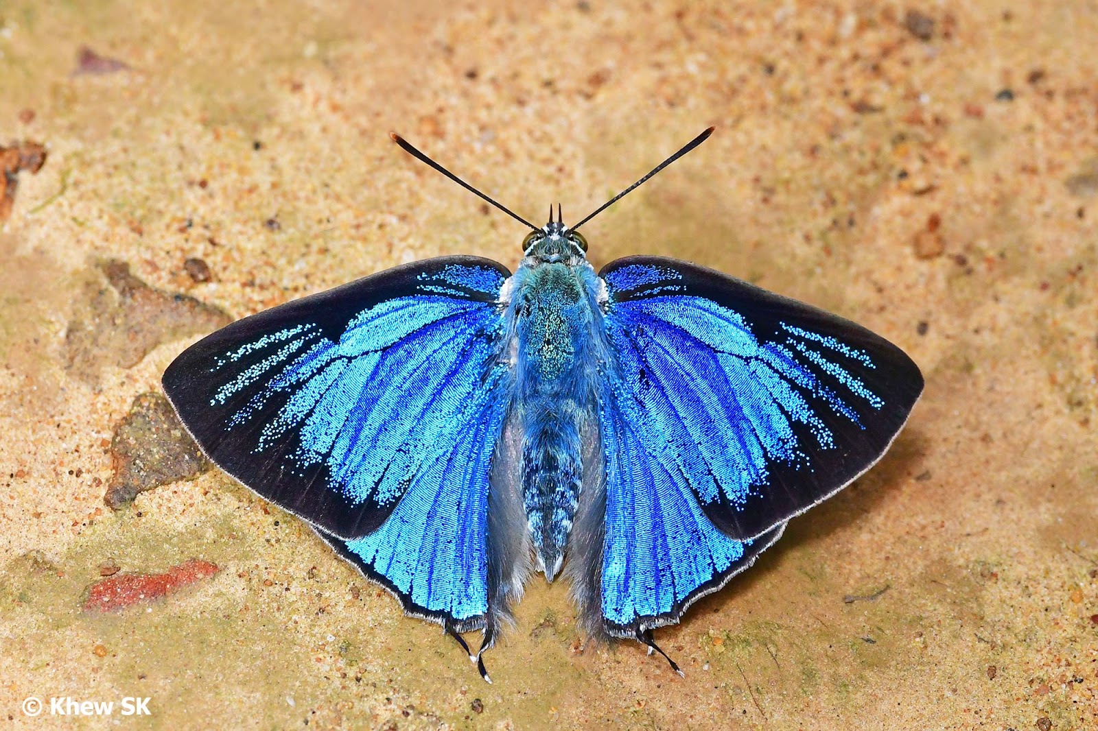 Butterflies of Singapore