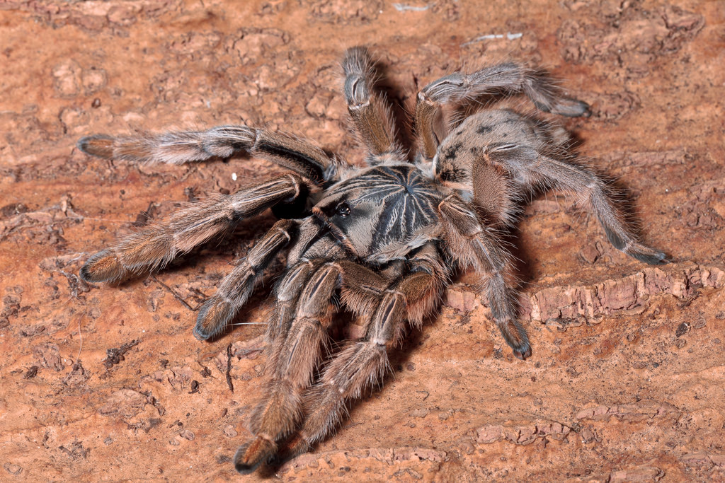 Augacephalus ~ Dunia Tarantula