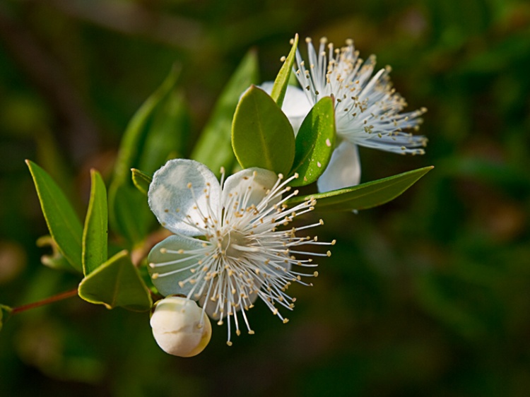 Porto da Lage: Flor da Murta