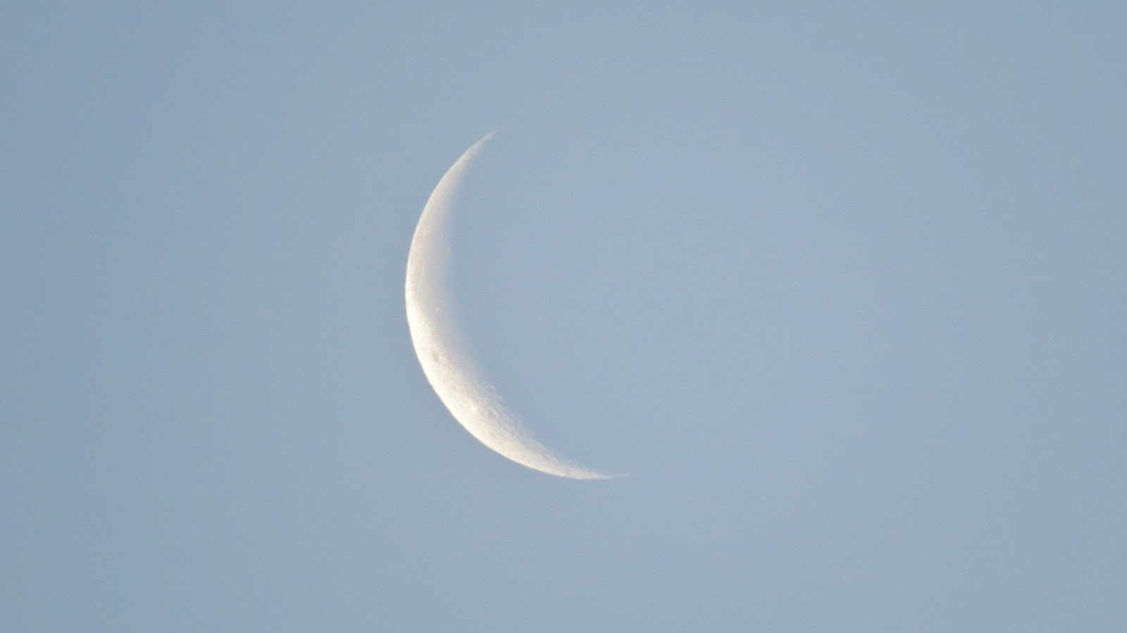 Things with Wings: Eastern Phoebe