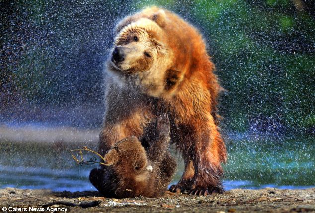 White Wolf : Baby bear is soaked to the skin as its mother shakes ...