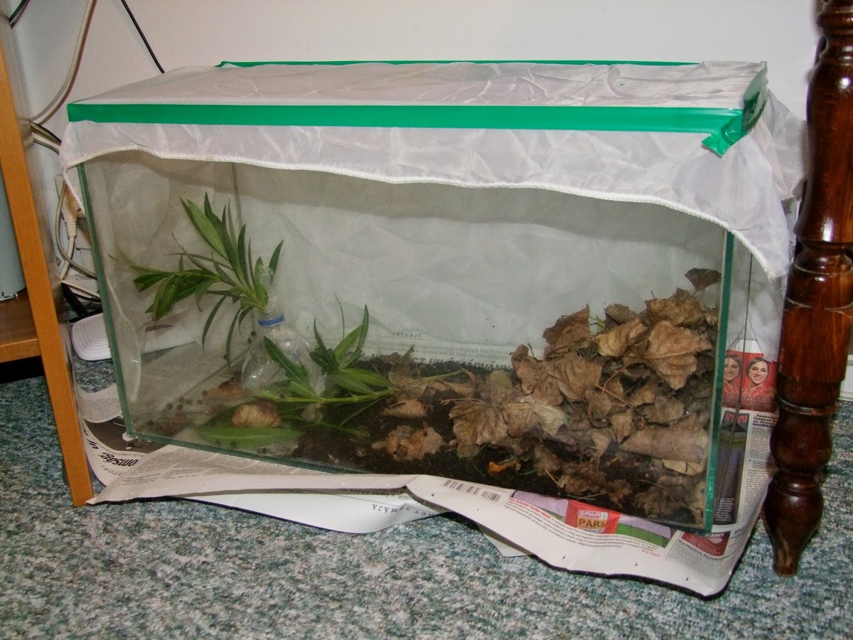 Totoro blogja: Oleander szender