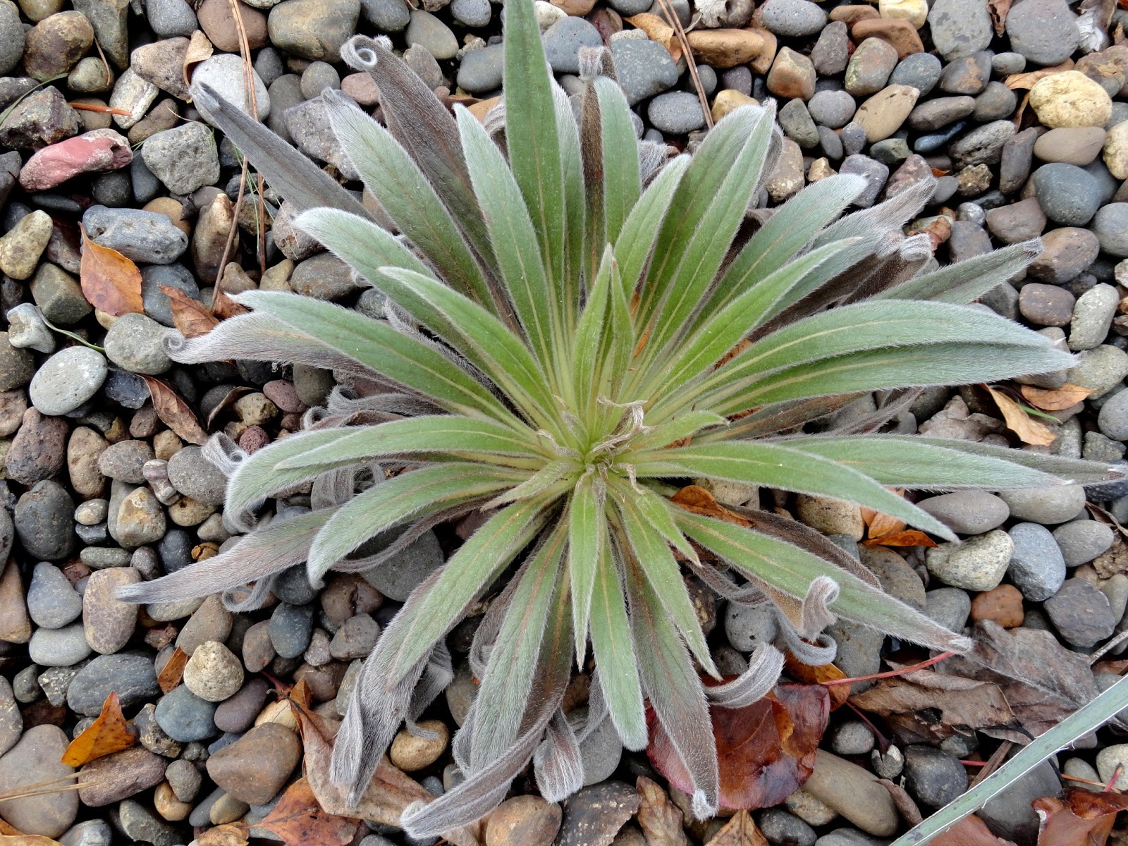 danger garden: It's only an experiment if you don't interfere...