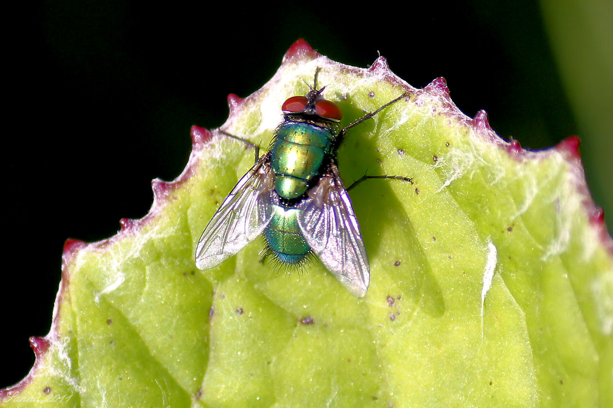 Mina foton ~~ My photos: Insekter ~~ Insects