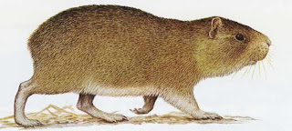 Cavia Productores: ORÍGEN DEL COBAYO (Cavia porcellus)