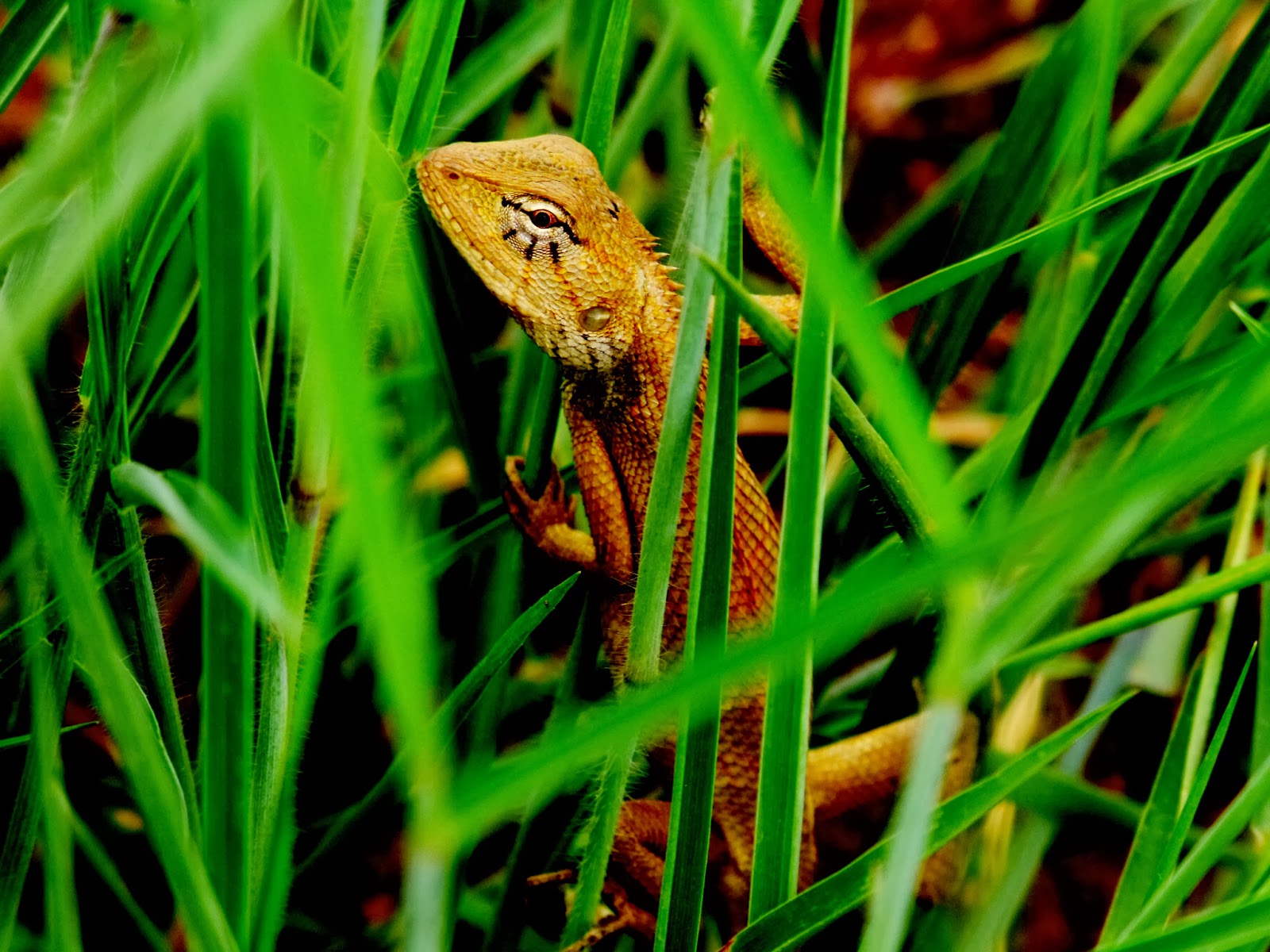 I am Mohamad Soleh: Bukit Belacan.. yes aku membesar di sini...