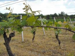 Fratelli del Vino: Weetjes