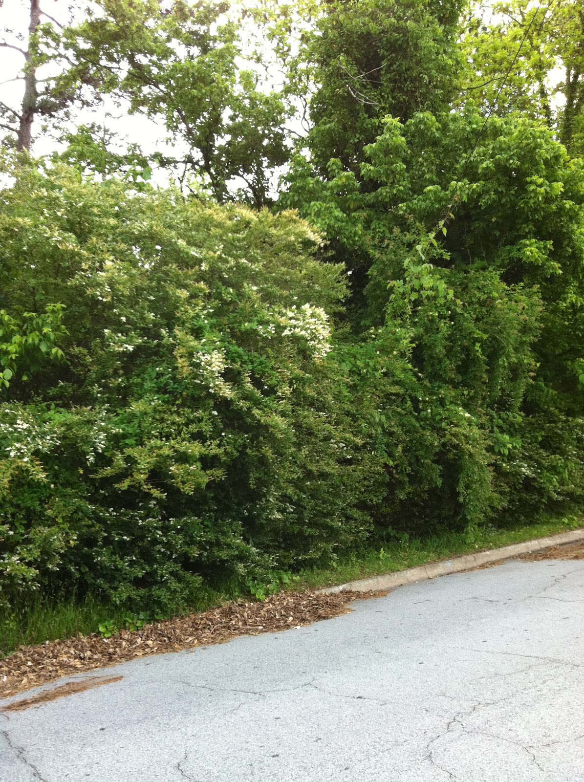 Crabapple LandscapExperts: Guide to Fast-Growing Shrubs