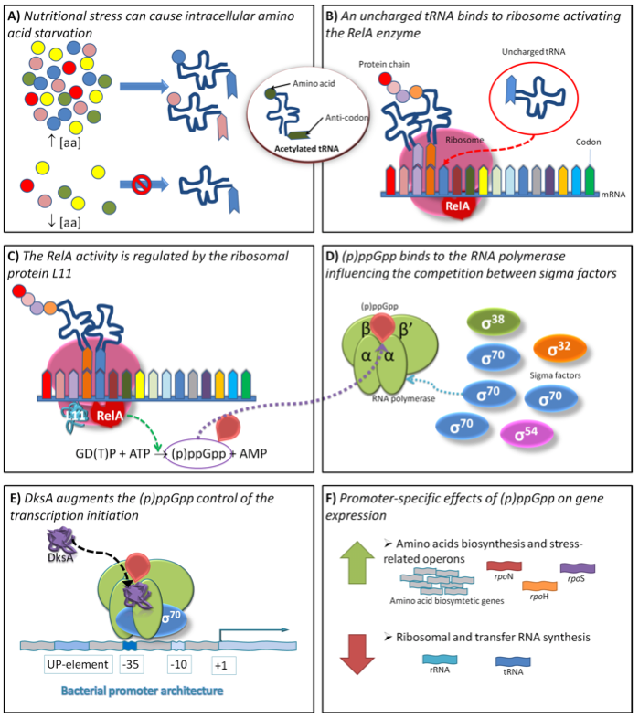 Stringent Response: One more '-omics' analysis of the stringent ...
