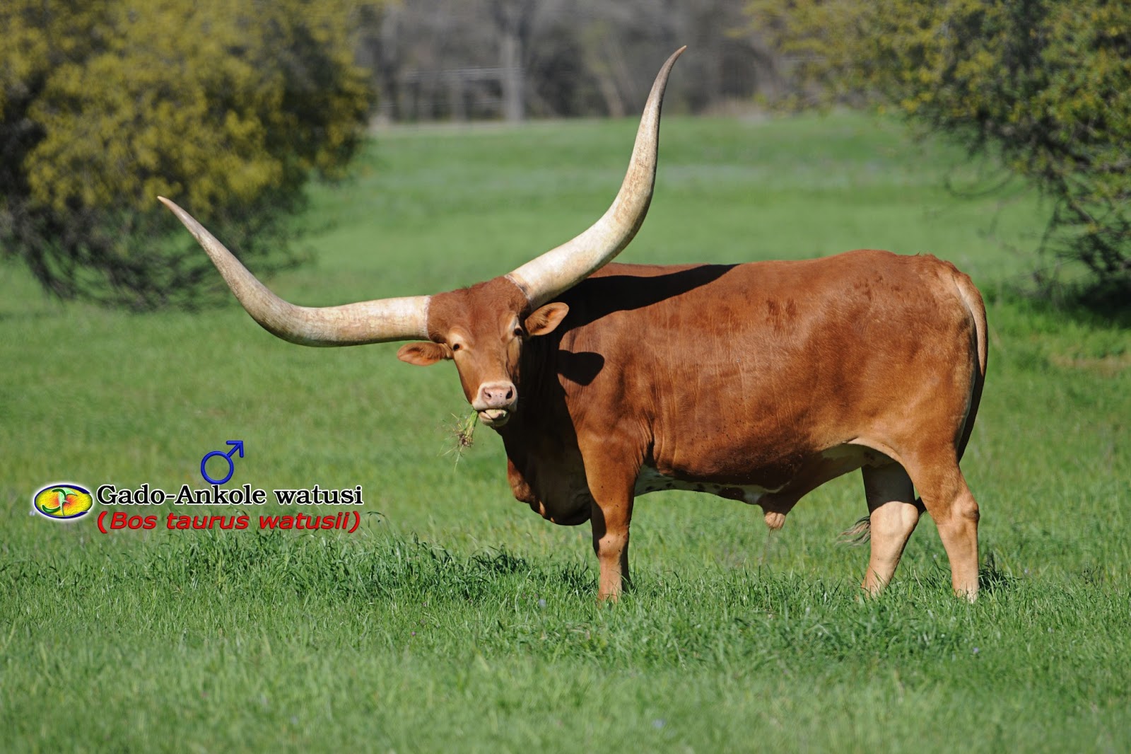 Watusi - JungleKey.pt Imagem