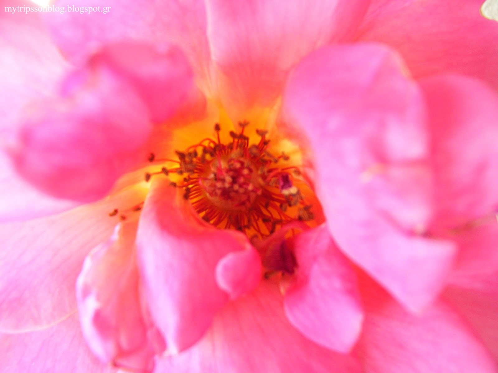 My Trips On Blog: Λουλούδια και βότανα από το Α (και σχεδόν) ως το Ω