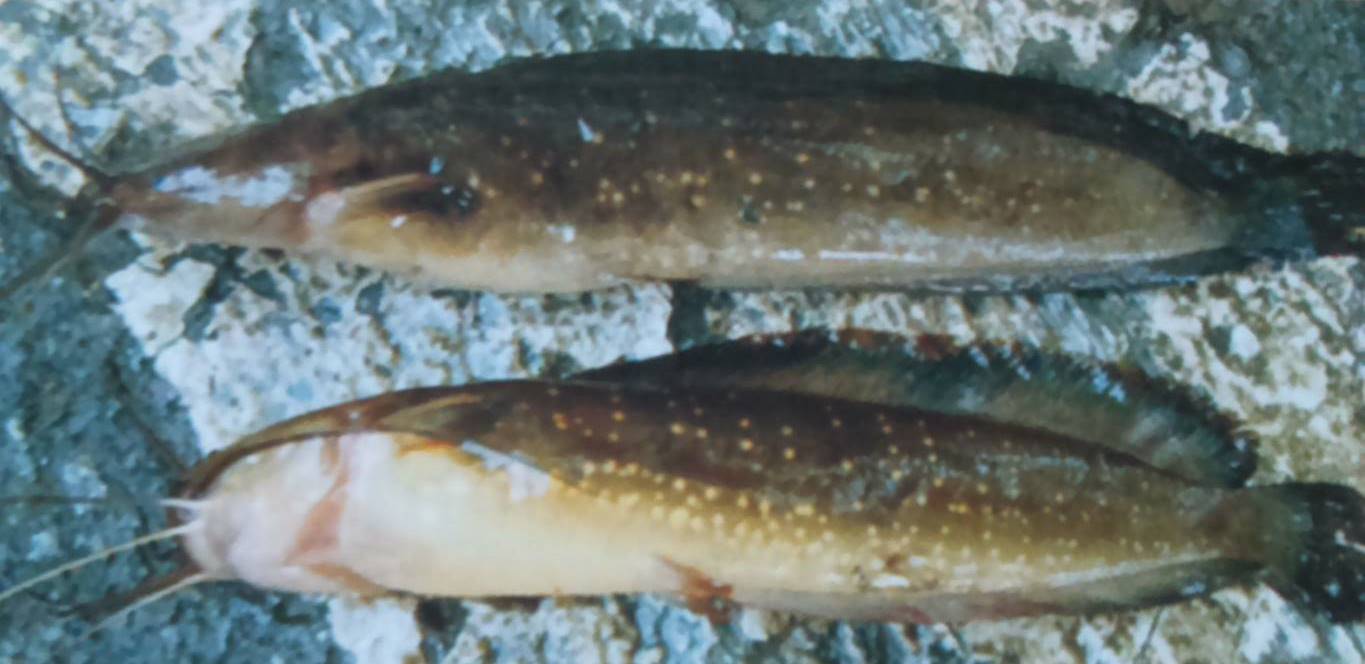 perbedaan lele dumbo, sangkuriang, masamo dan phyton - Lele Ireng