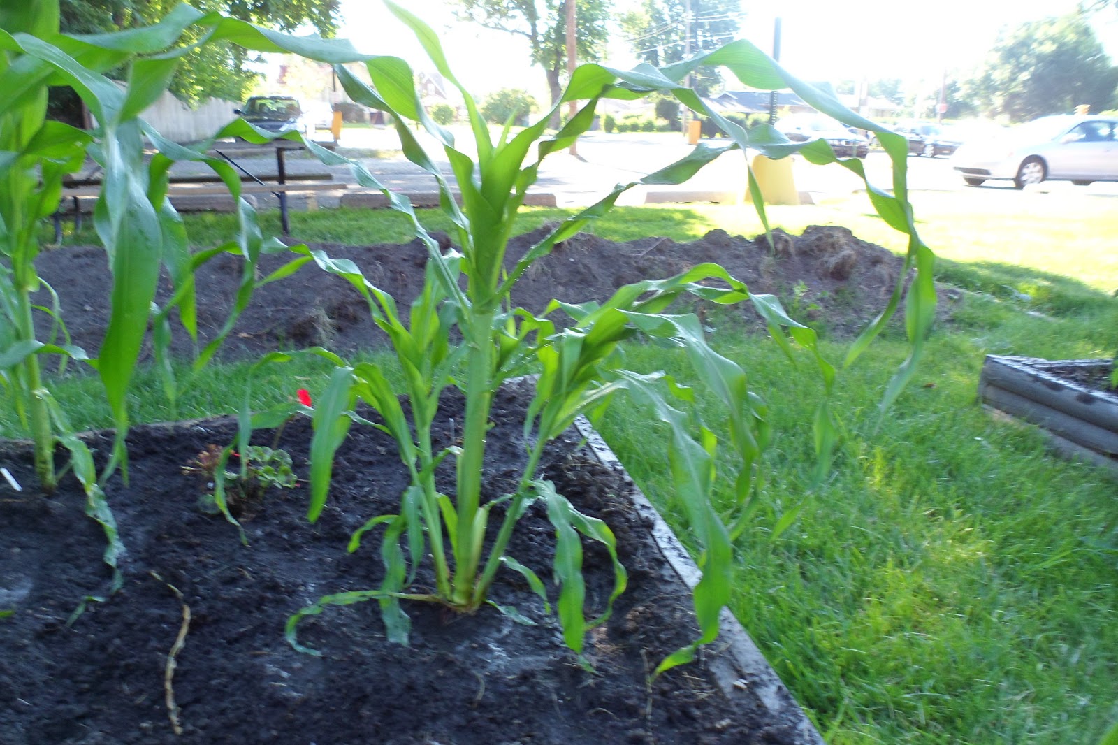 The Perennial Agriculturalist: maize