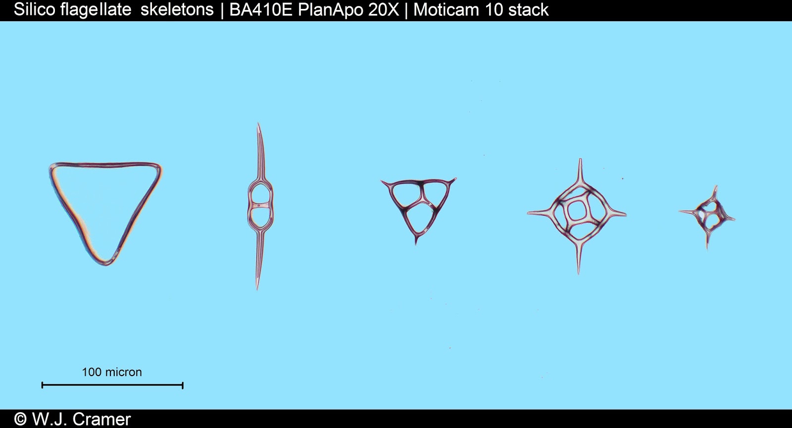 Motic Europe | Blog: Micro skeletons from the sea