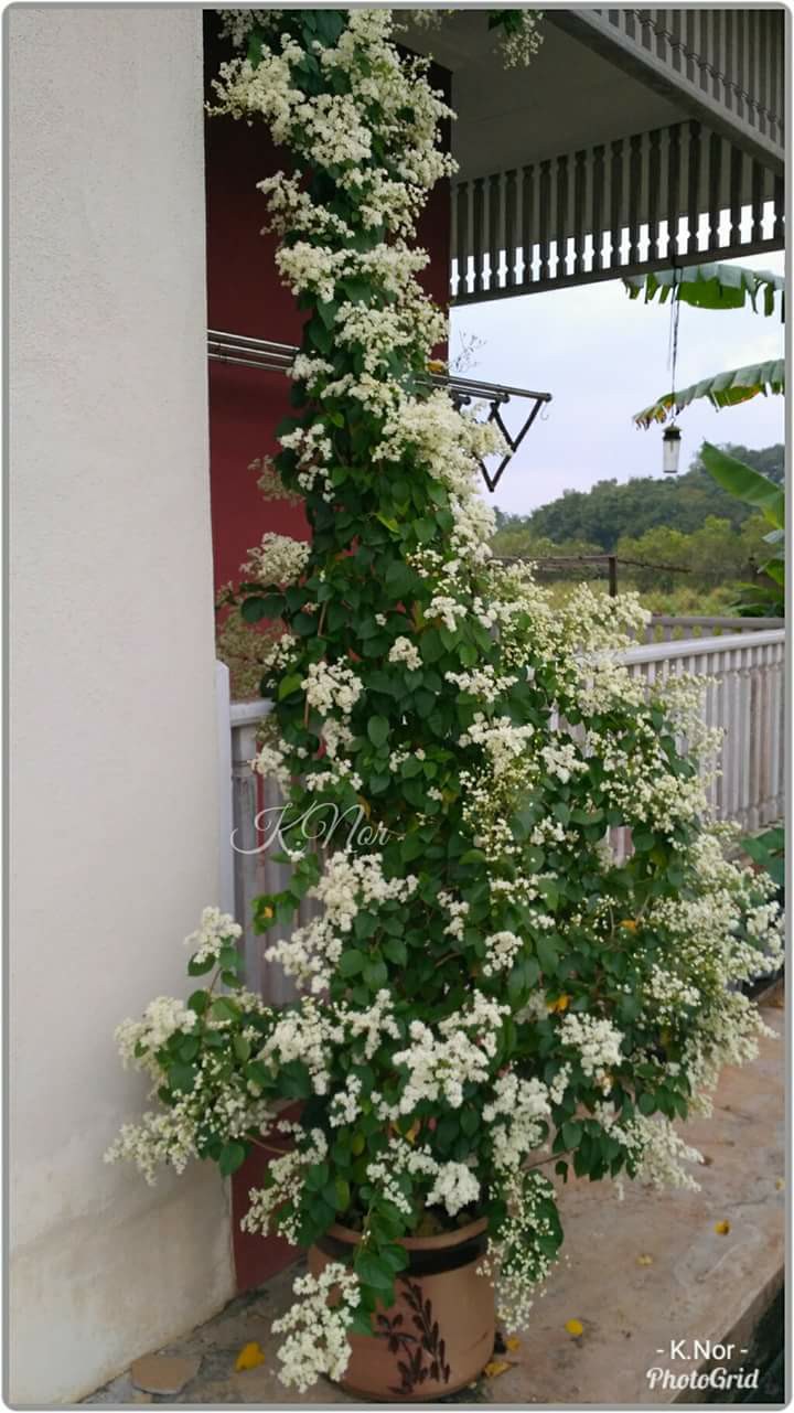 PORANA VOLUBILIS / SNOW VINE