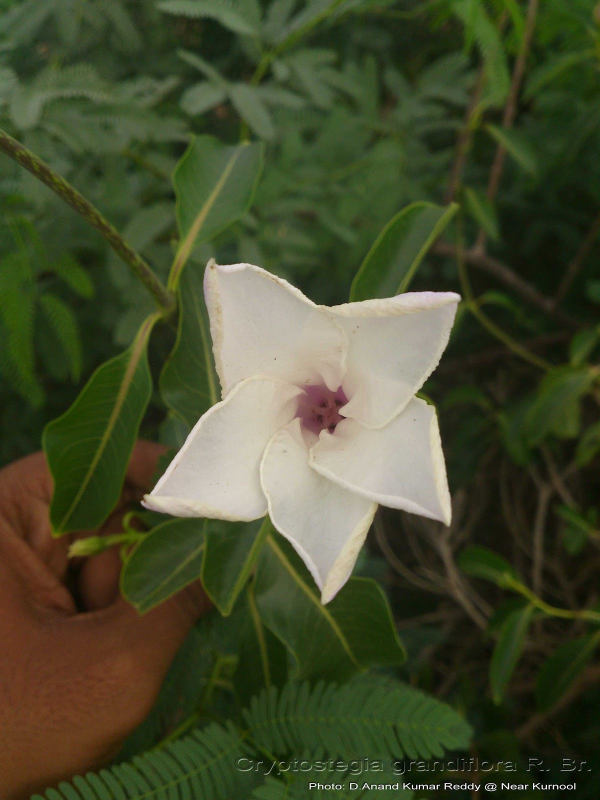 Medicinal Plants: Cryptostegia grandiflora Rubber chettu Palai