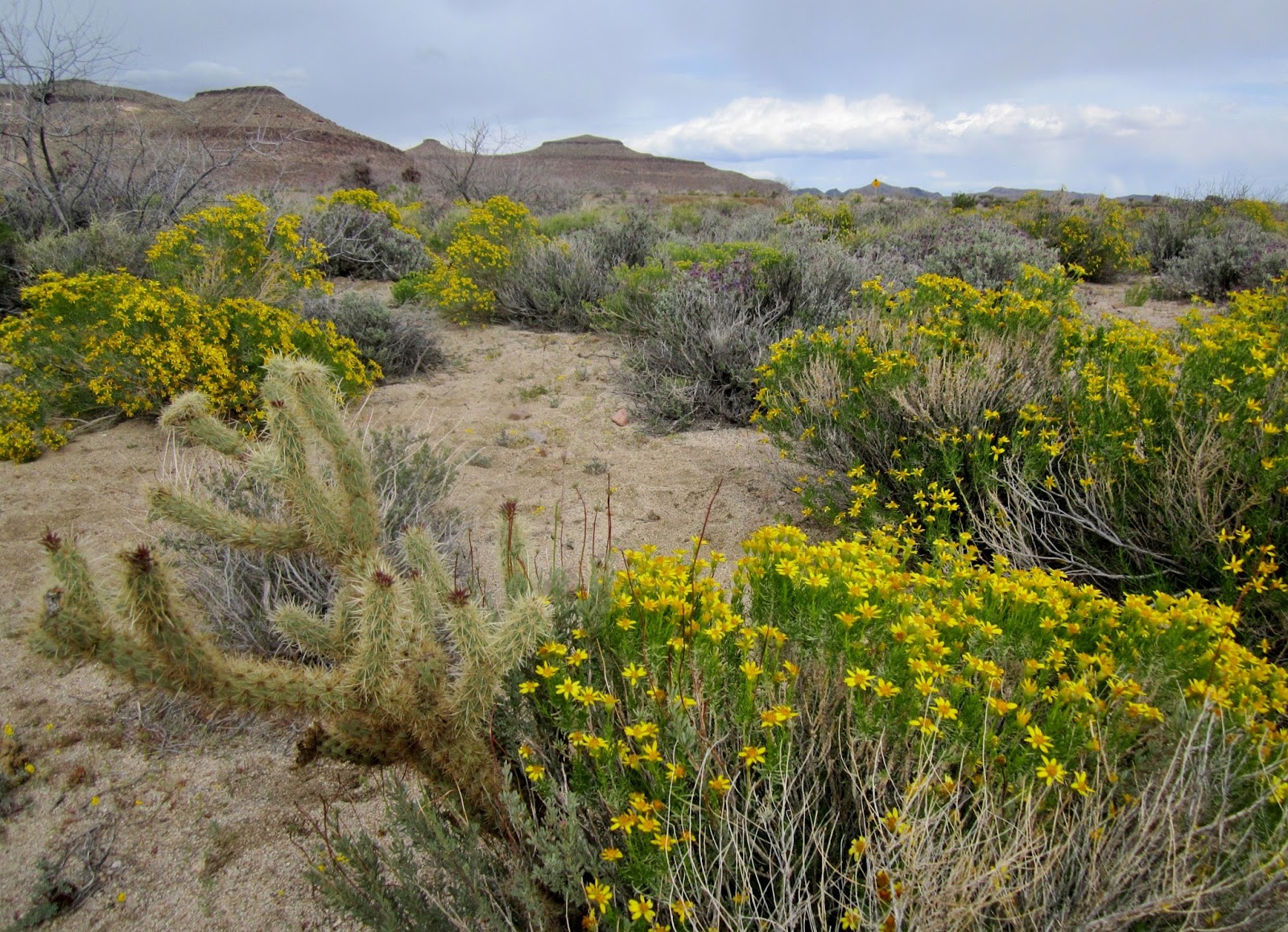 Wildflowers of the Mojave Desert
