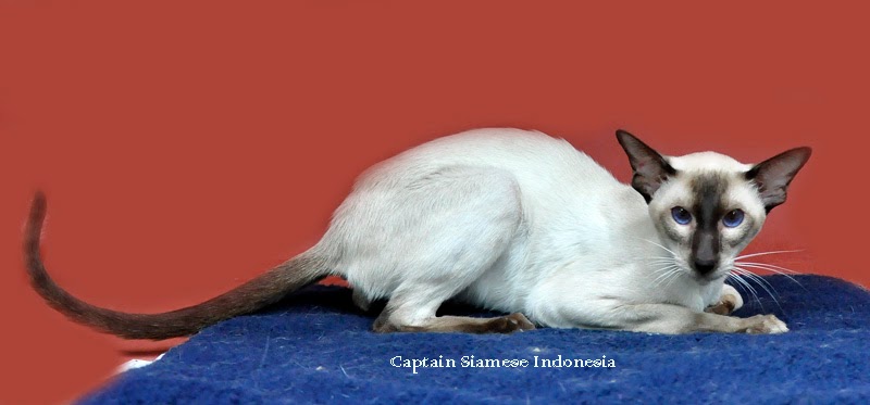 Kucing ras Siam | All about Ku-cat