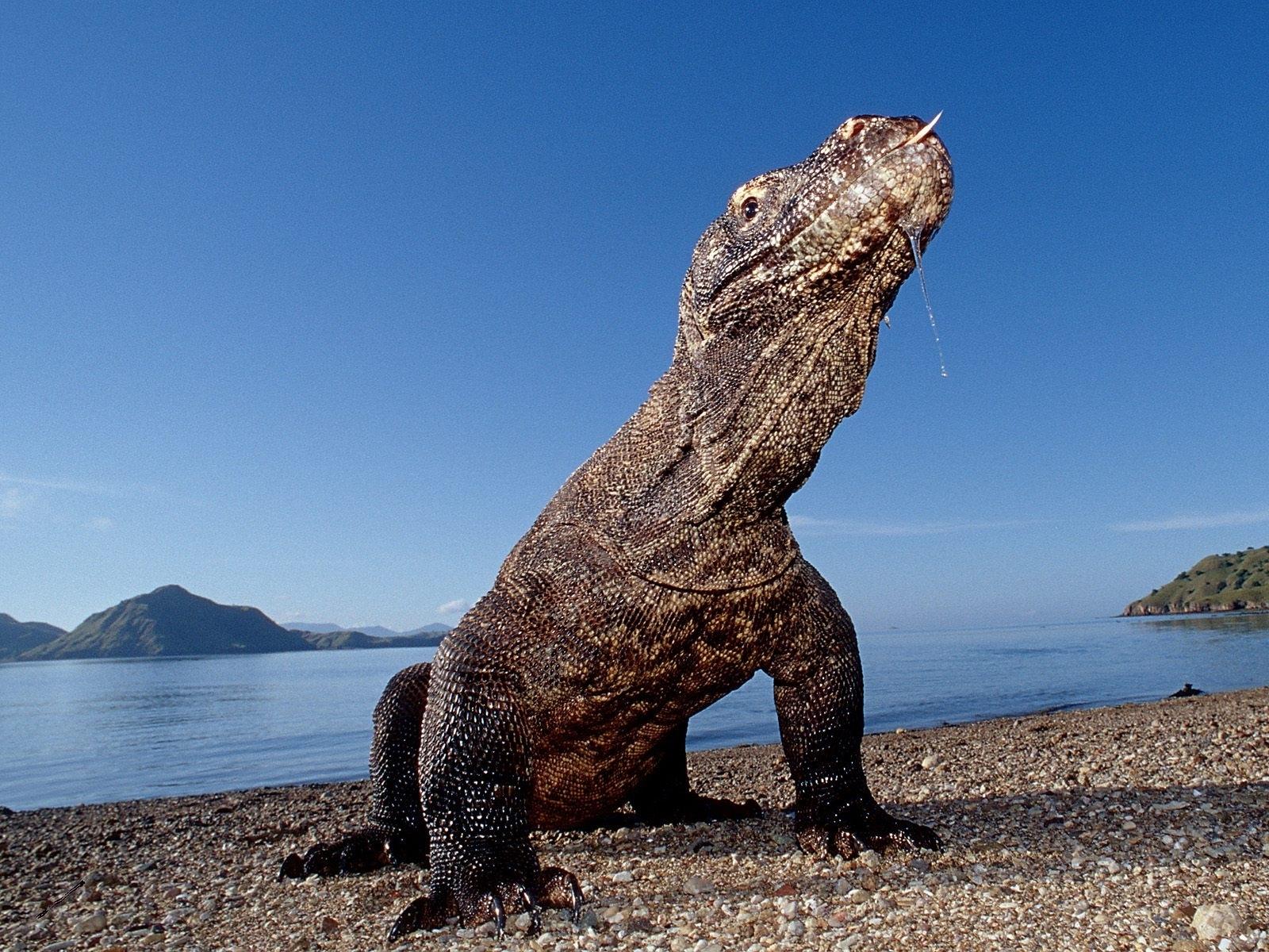O Livro da Natureza: Dragão de Komodo