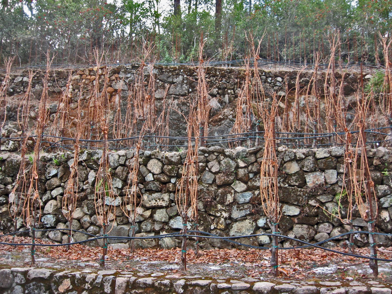 Bach to Bacchus: Spring Mountain Vineyard Revisited