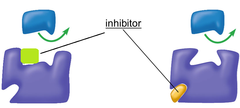 Revision notes for NCEA level 2 biology: Factors that affect enzyme ...