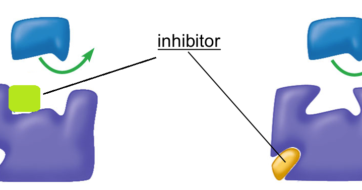 Revision notes for NCEA level 2 biology: Factors that affect enzyme ...