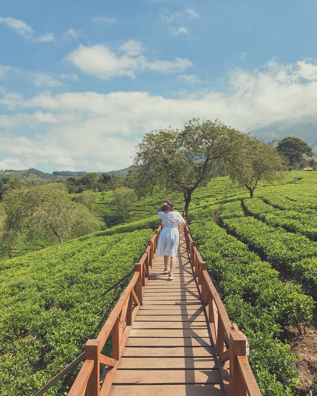 Kebun Teh Wonosari Malang yang Sejuk - Destinasi Wisata