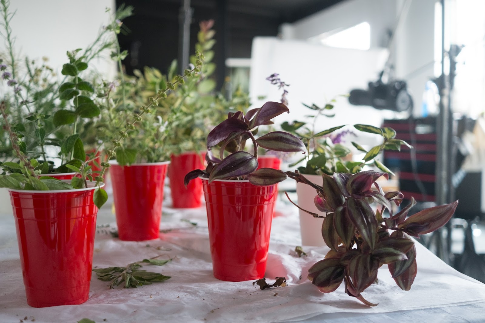 photo-eye | BLOG: Interview: Daniel Shipp on his series Botanical Inquiry