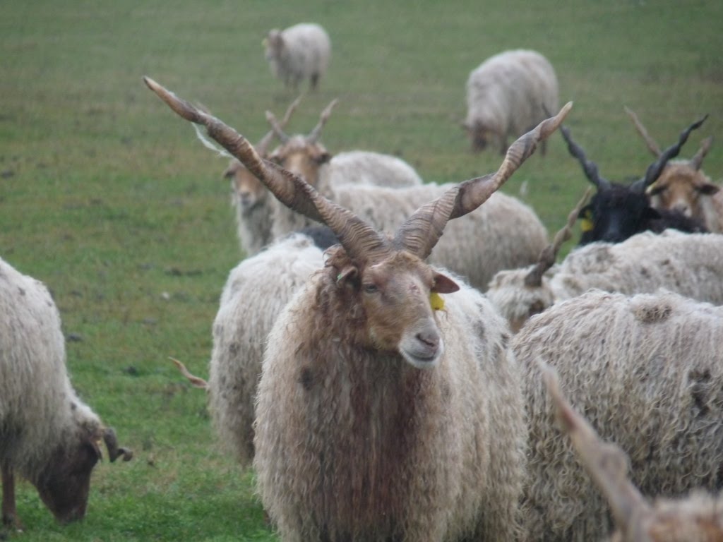 The Sheep Whisperer: Racka Sheep!