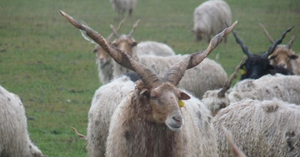 The Sheep Whisperer: Racka Sheep!
