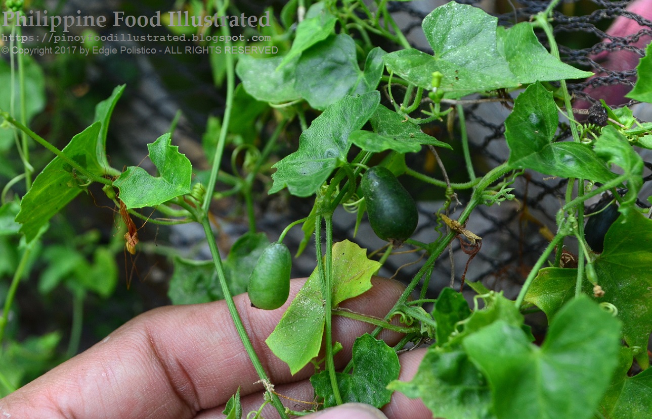 Philippine Food Illustrated: pipinong gubat