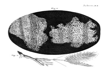 Biologi Sel ( pengertian, sejarah. perkembangan dan siklus sel )