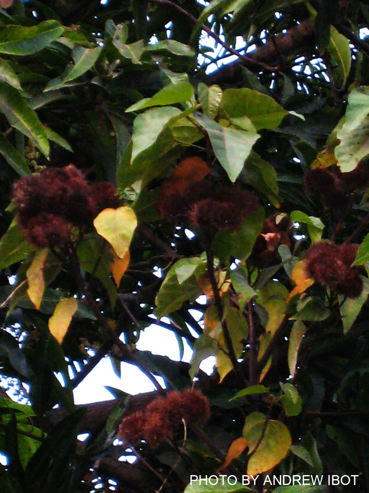 Ako si ANDREW IBOT!: Atsuete or Achuete (Biva orillana Linon)