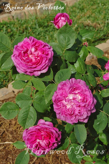 Hartwood Roses: Roses in the Garden, May 19