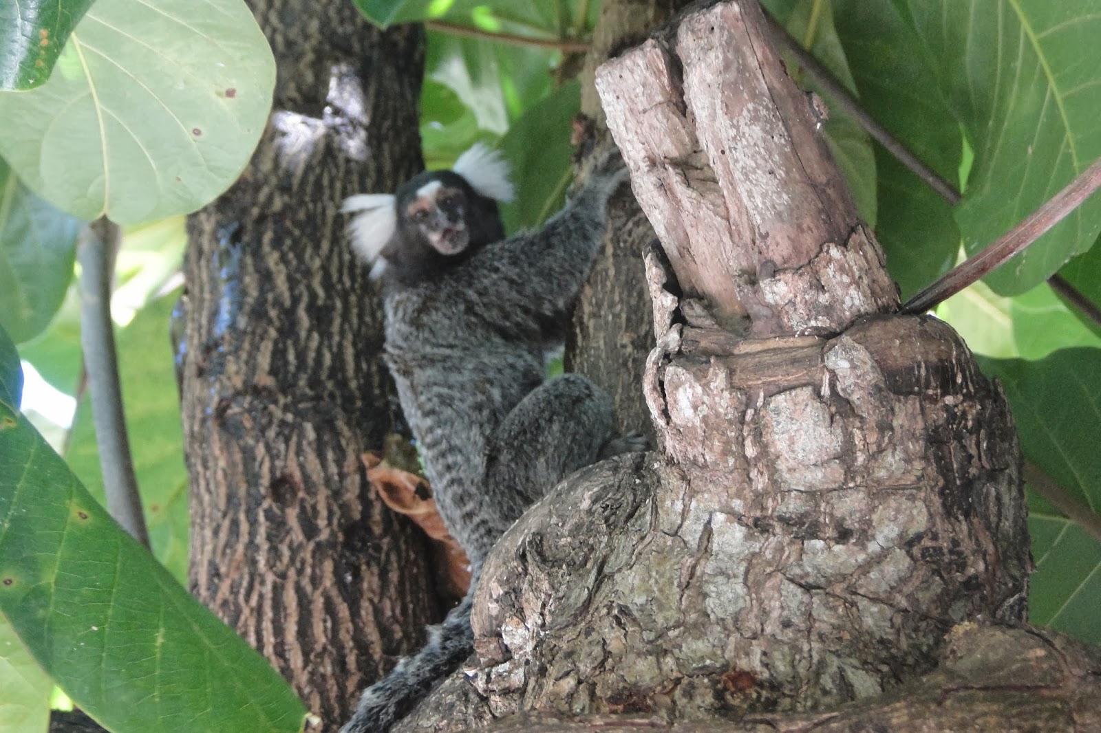 VIVENDO COM CIÊNCIA: Uma Semana Muito Animal