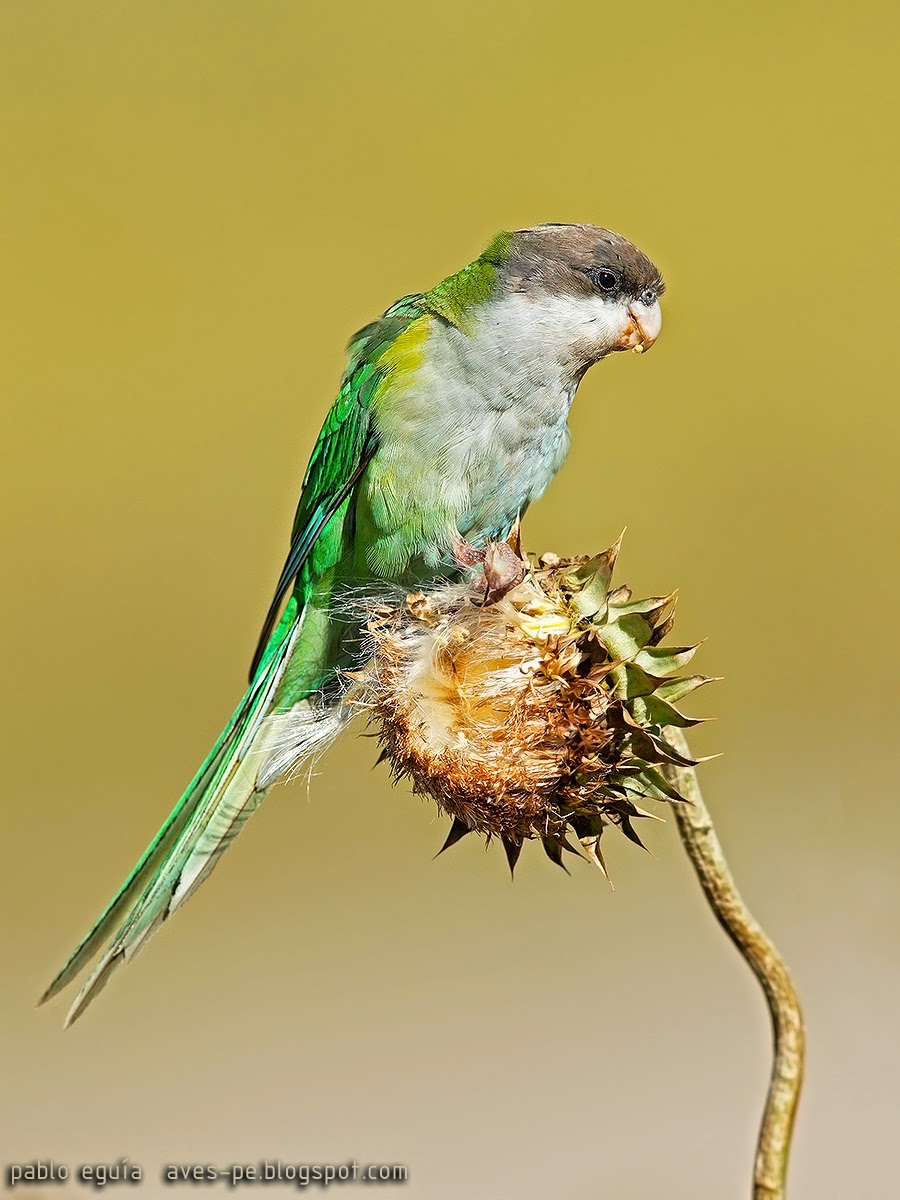 mis fotos de aves: Psilopsiagon aymara Catita Serrana Grande Grey ...