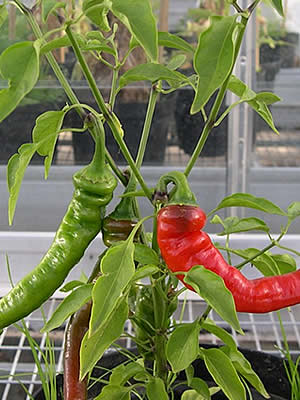 Long Green Pepper | Siling Haba - Bell pepper as known as Sweet pepper