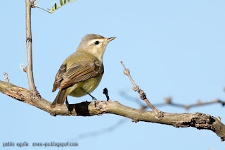 mis fotos de aves: Vireo gilvus Vireo Gorjeador Warbling Vireo
