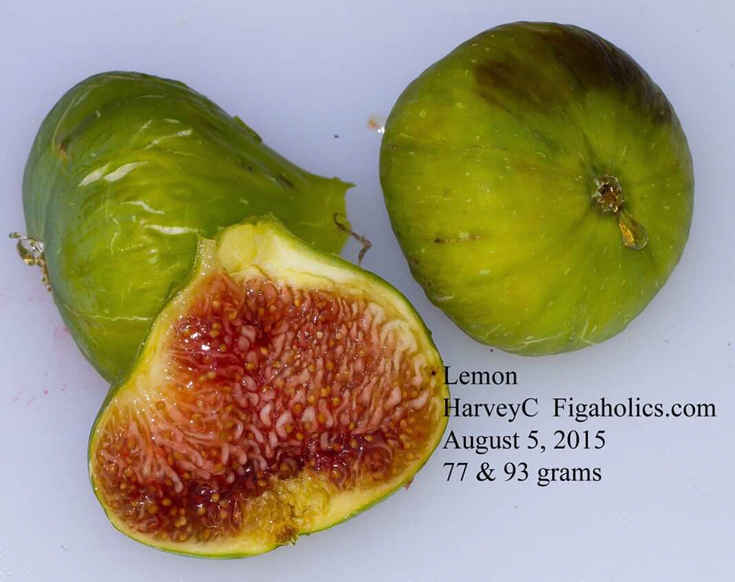 Lemon Fig - Var Tin