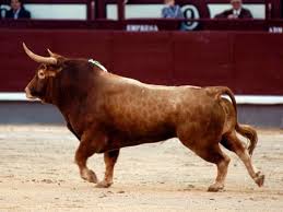 Toros con verdad: Pintas