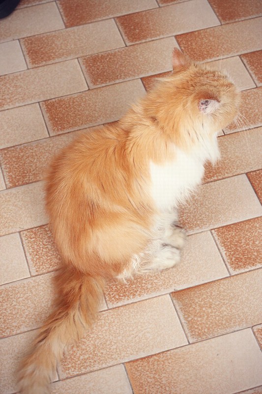 Ginger, the pretty ex-mangy cat - AnimalCare