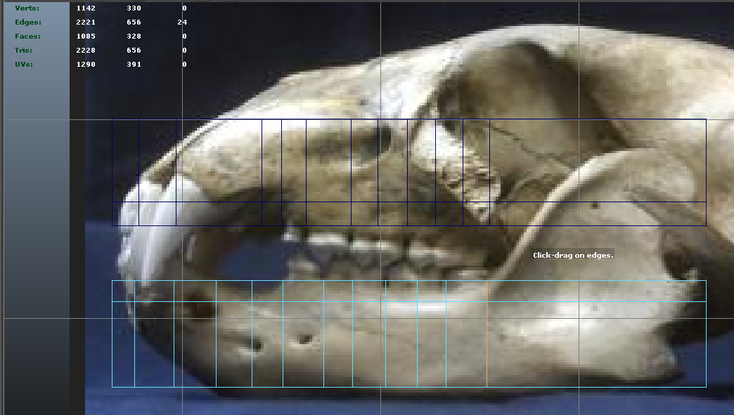Lowrybear -: A Polar bears teeth