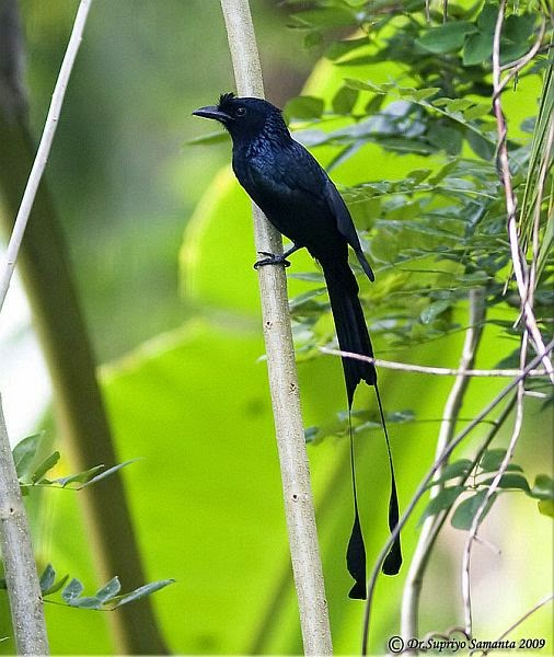 chim Chèo Bẻo | Chim canh - Cay canh - Chim bo cau - Chao mao - Hoa dep